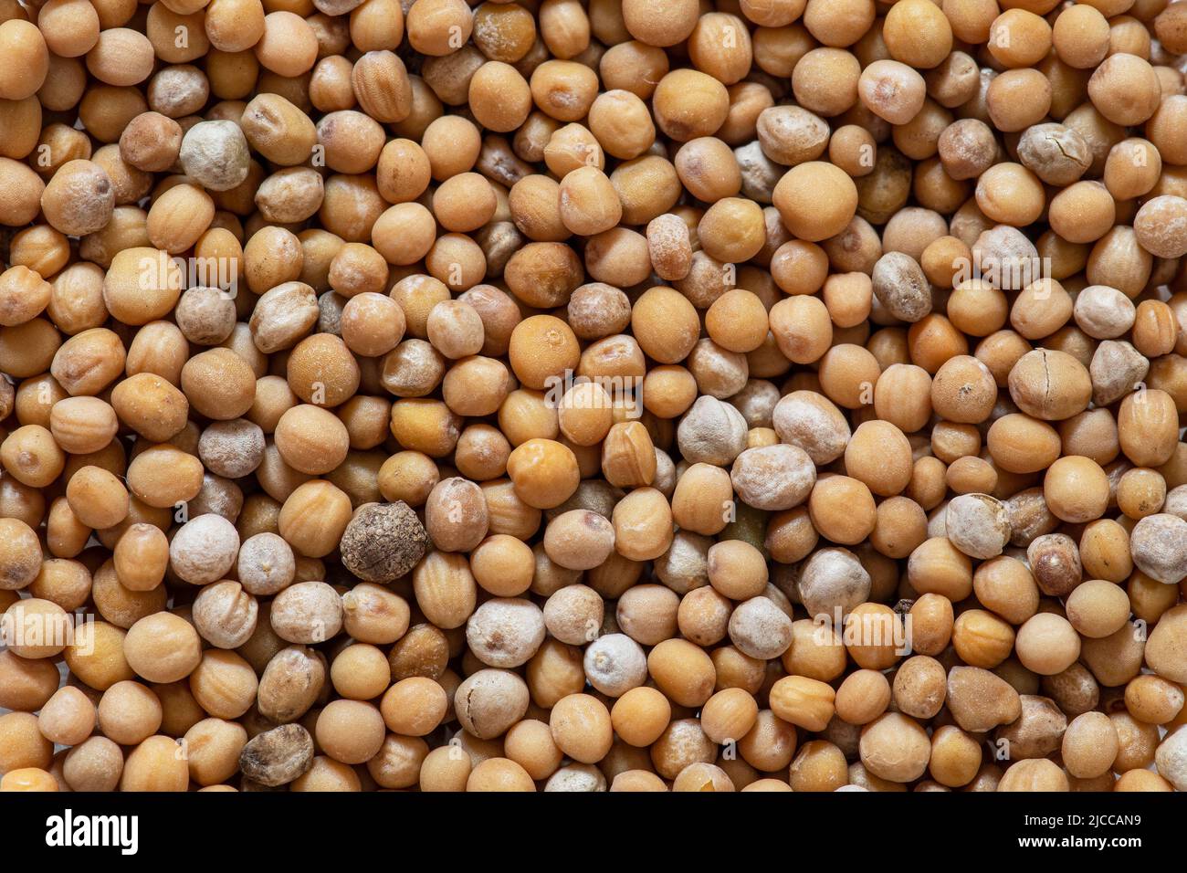 Close-up of a mustard seed texture and yellow mustard in glass cups ...