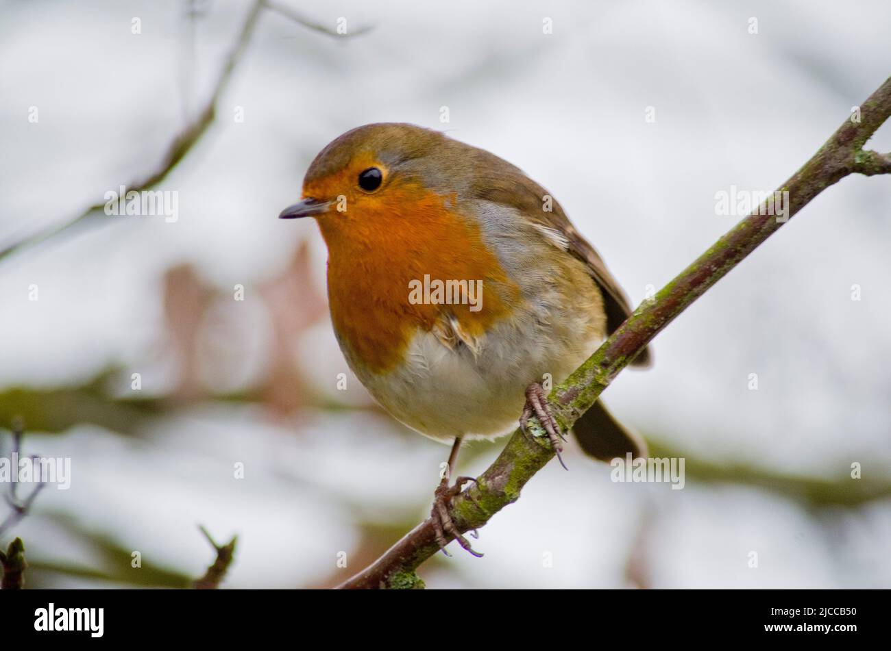 A curious red breasted Robin perches on a branch with a grey winters ...