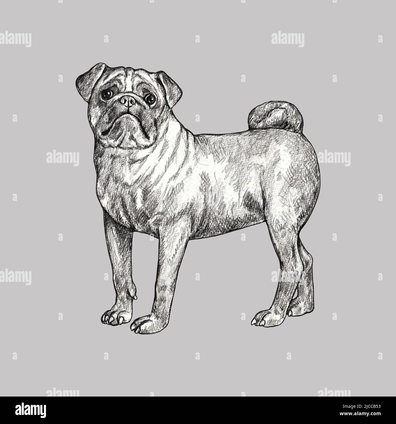 Pug pencil drawing. Isolated illustration with a Chinese dog Stock ...