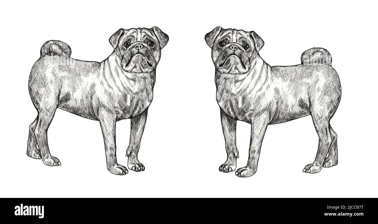 Pug pencil drawing. Isolated illustration with a Chinese dog Stock ...