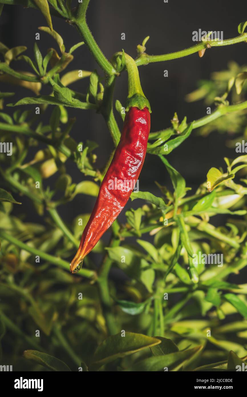 Bright red chilli peppers growing on a chilli pepper plant (Capsicum ...