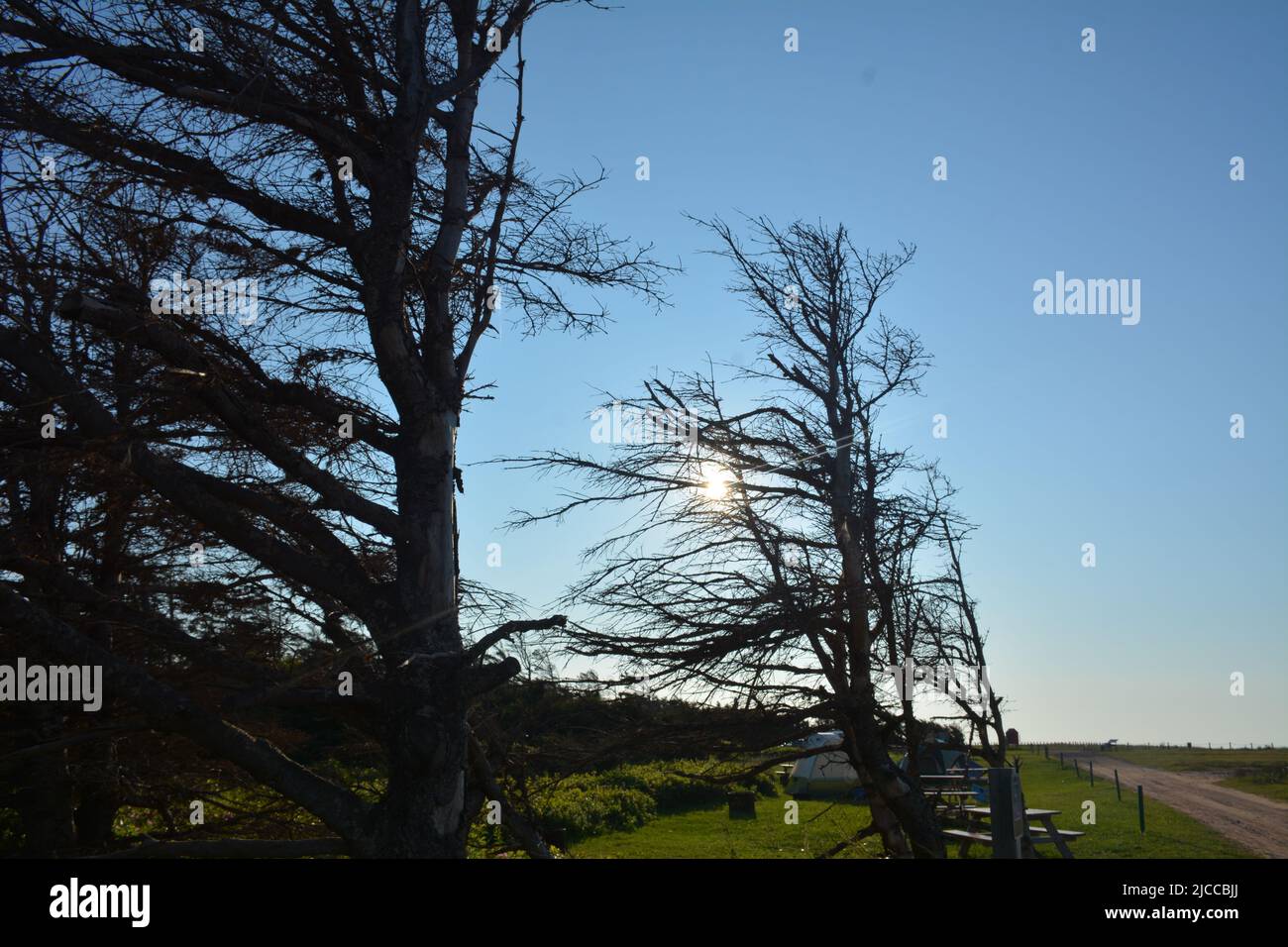Wind damaged trees on Cavendish Beach, PEI Stock Photo - Alamy
