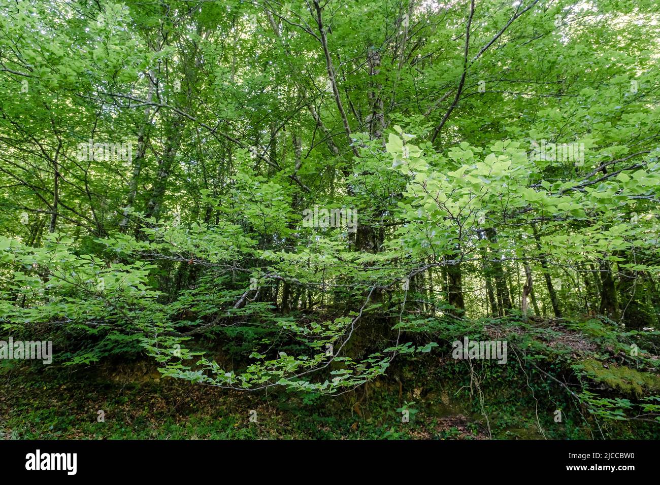 Beech trees (Fagus sylvatica) green forest in Mata da Albergaria ...