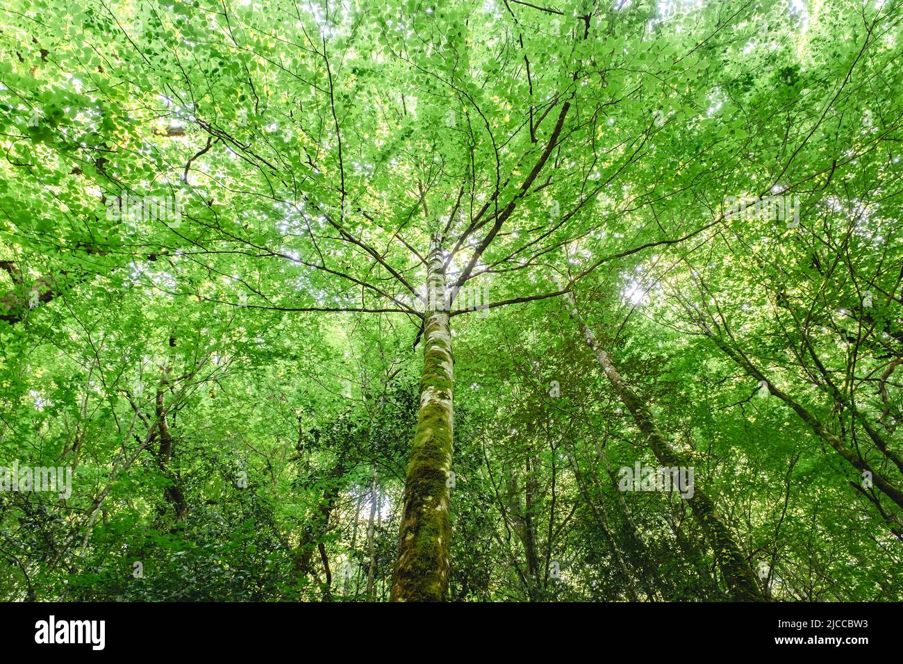 Green beech trees (Fagus sylvatica) forest in Mata da Albergaria ...