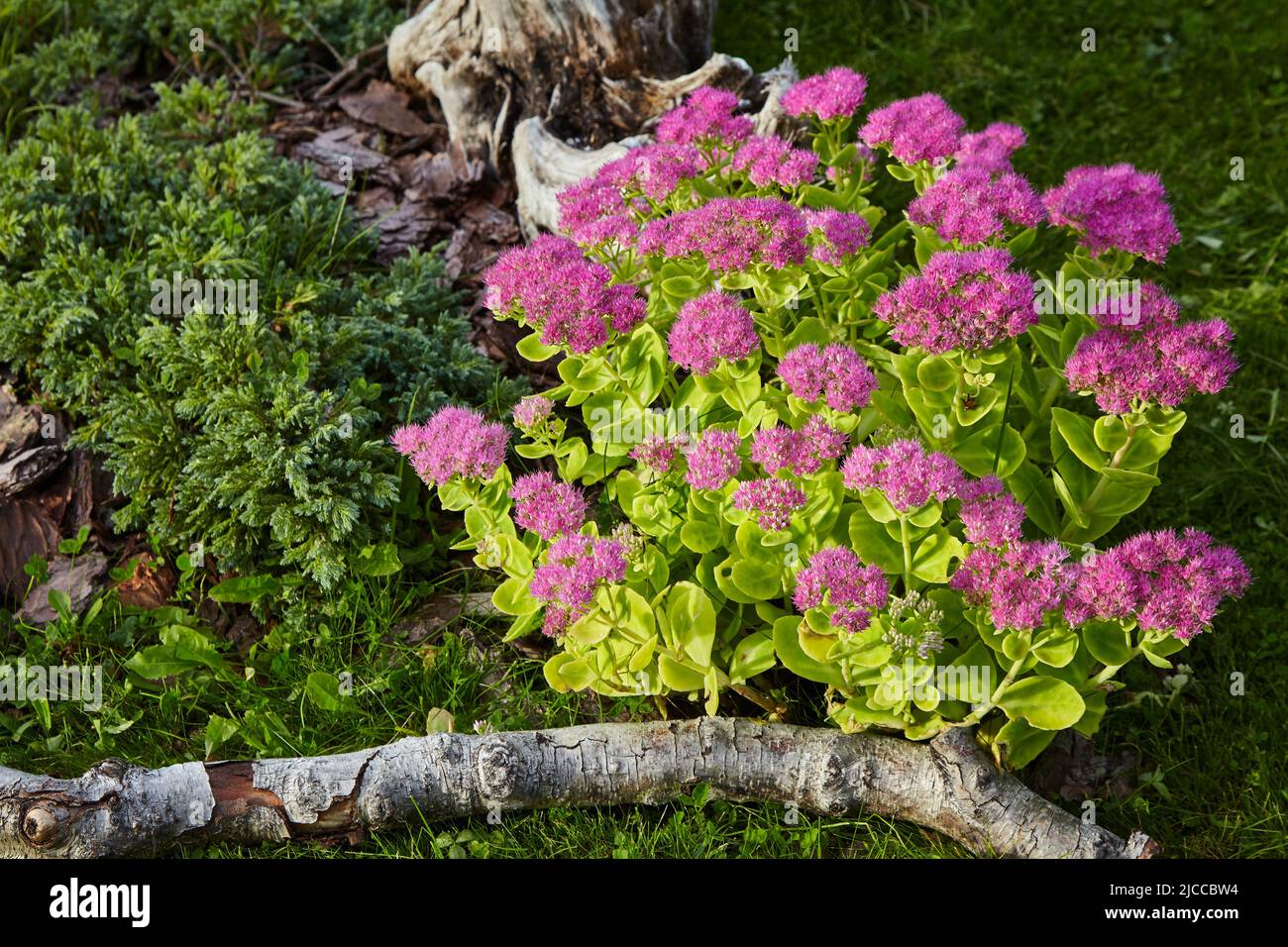 Sedum in the garden hi-res stock photography and images - Alamy