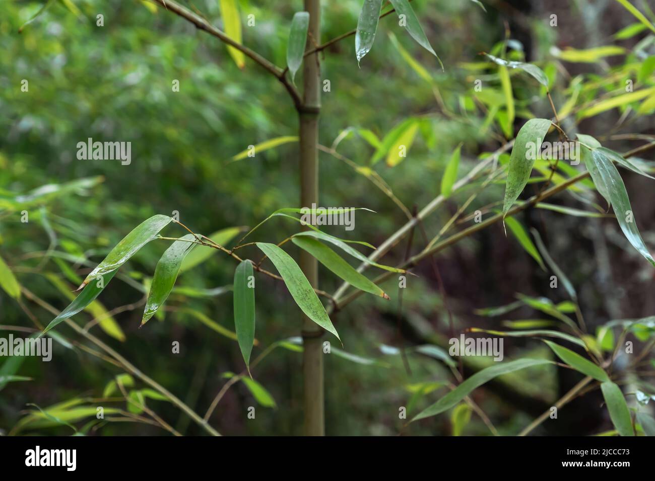 Golden bamboo (Phyllostachys aurea) fresh green leaves detail Stock ...