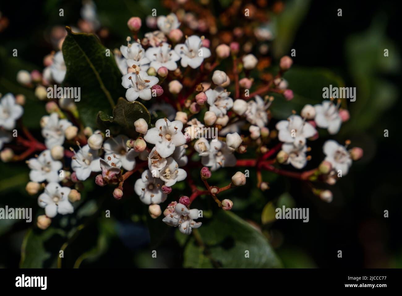 Laurustine viburnum tinus flowering hi-res stock photography and images ...