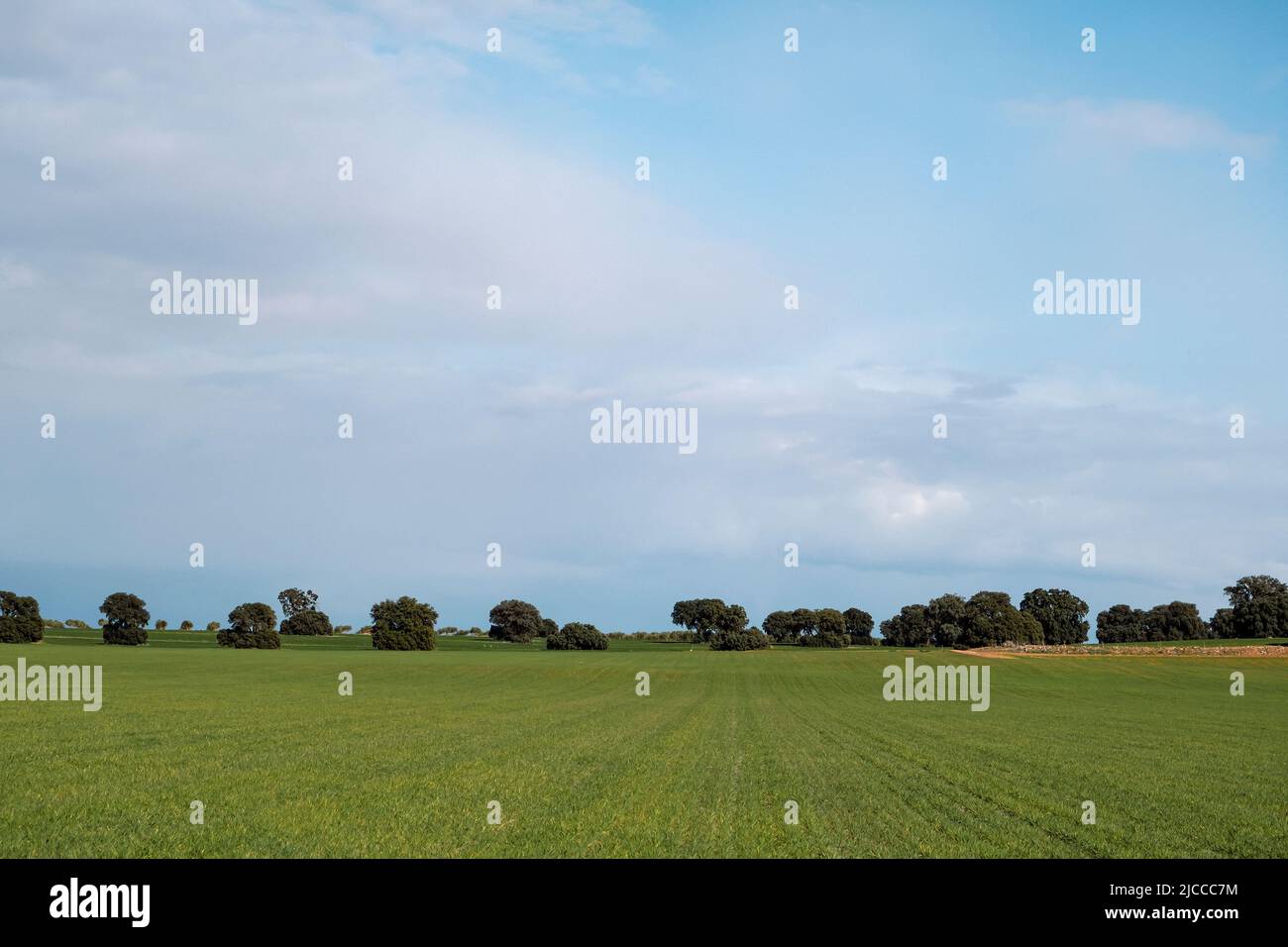 Sown grain hi-res stock photography and images - Alamy