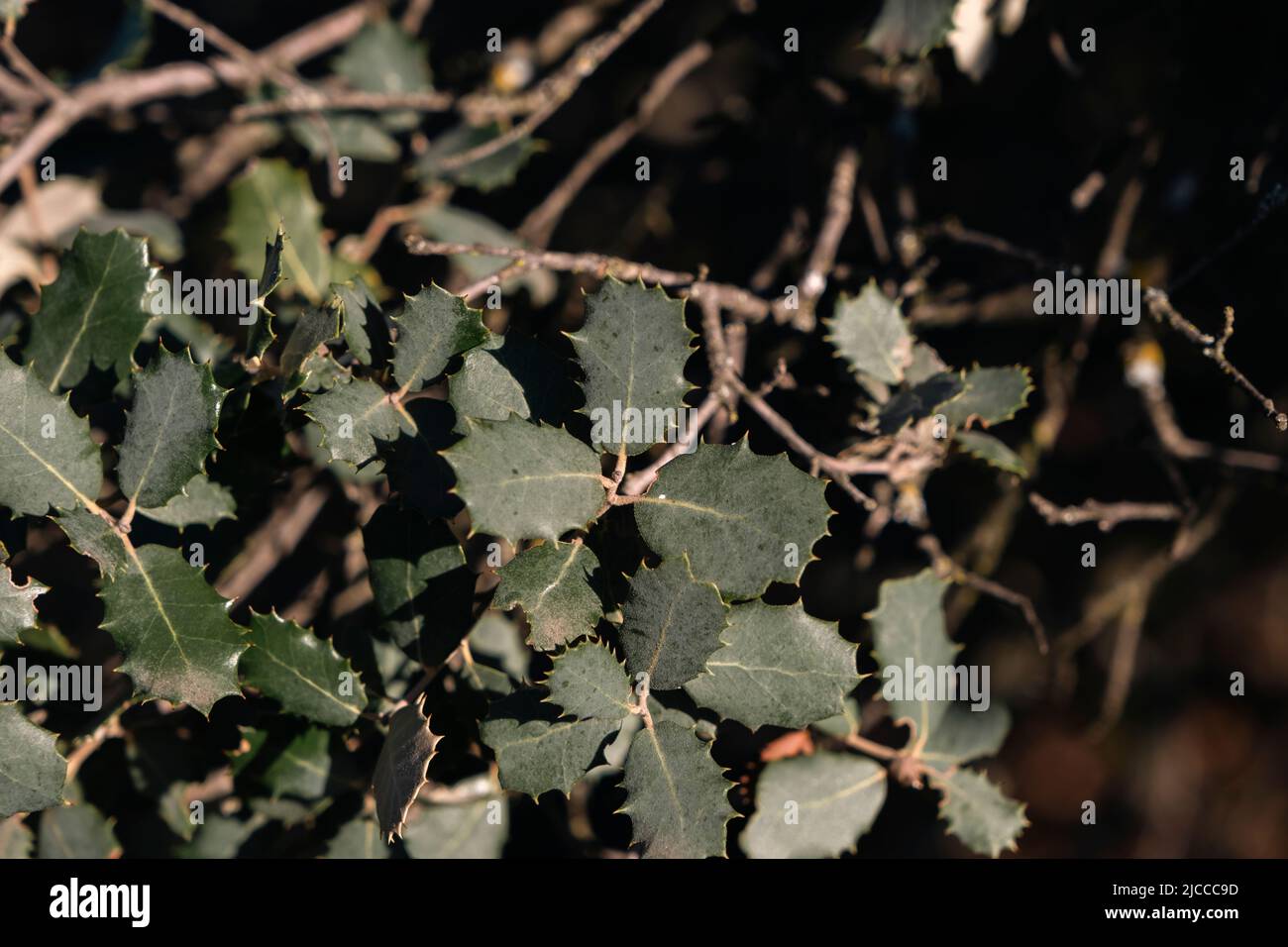 Holly oak (quercus ilex) prickly leaves, evergreen foliage close up ...