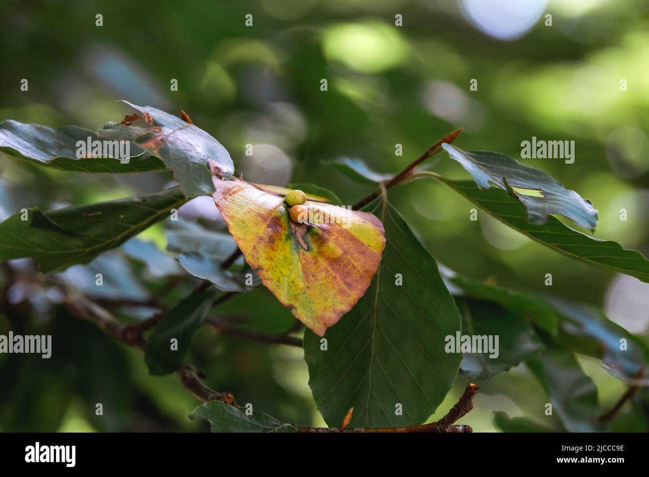 Mikiola fagi midge galls on beech (Fagus sylvatica) leaves Stock Photo ...