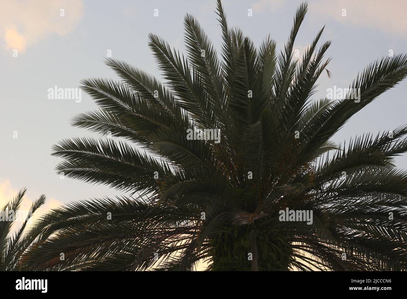 Tropical palm trees growing in the sunny meadow Stock Photo - Alamy
