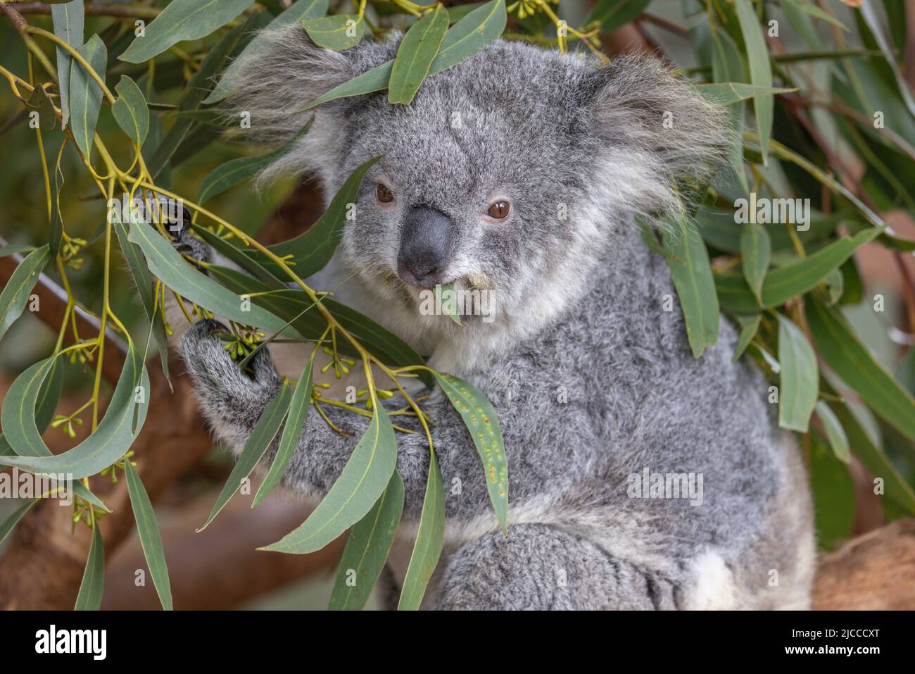 Close-up of a Koala (Phascolarctos cinereus) feeding on eucalyptus ...