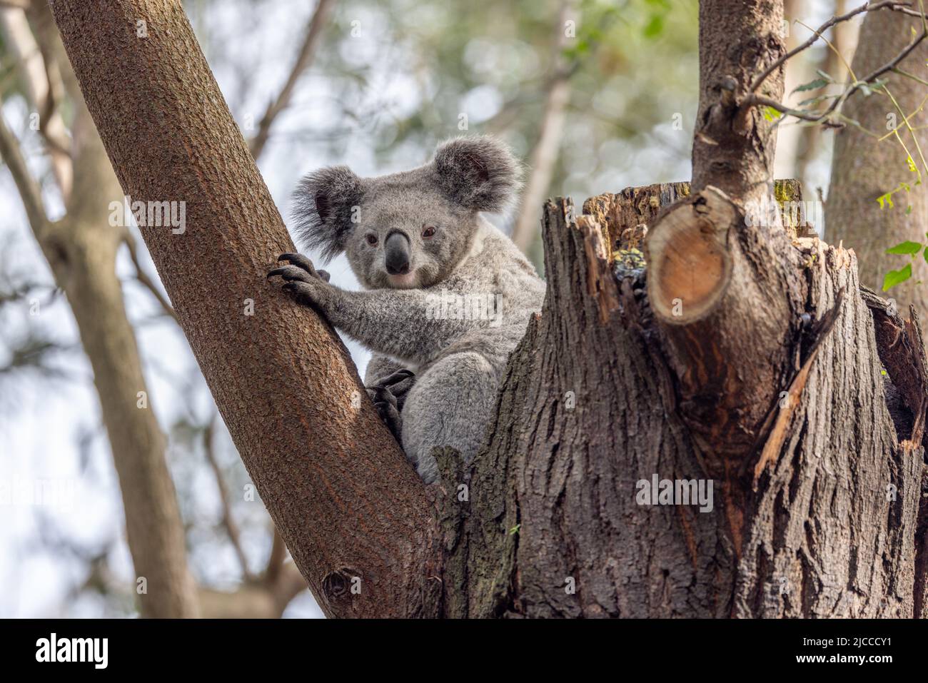 Koala (Phascolarctos cinereus) sitting on a tree fork, holding on to the branch and looking at ...