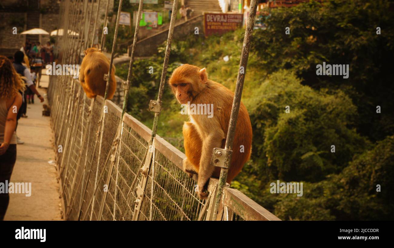 Wild monkeys in india in forests and cities Stock Photo - Alamy