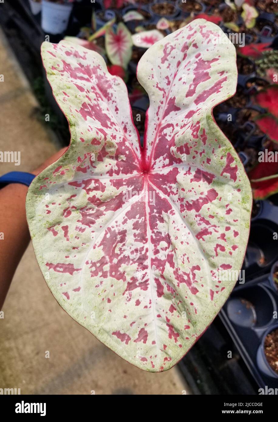 Beautiful pink and white leaf of Caladium Seafoam Pink, a tropical ...