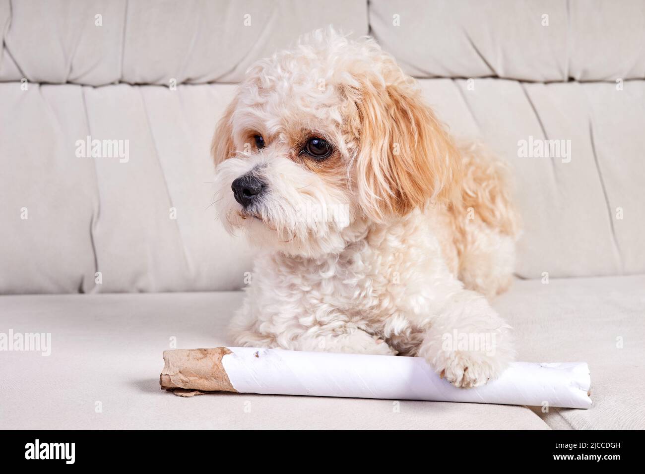 Portrait of a beige Maltipoo puppy with a cardboard tube on the sofa ...
