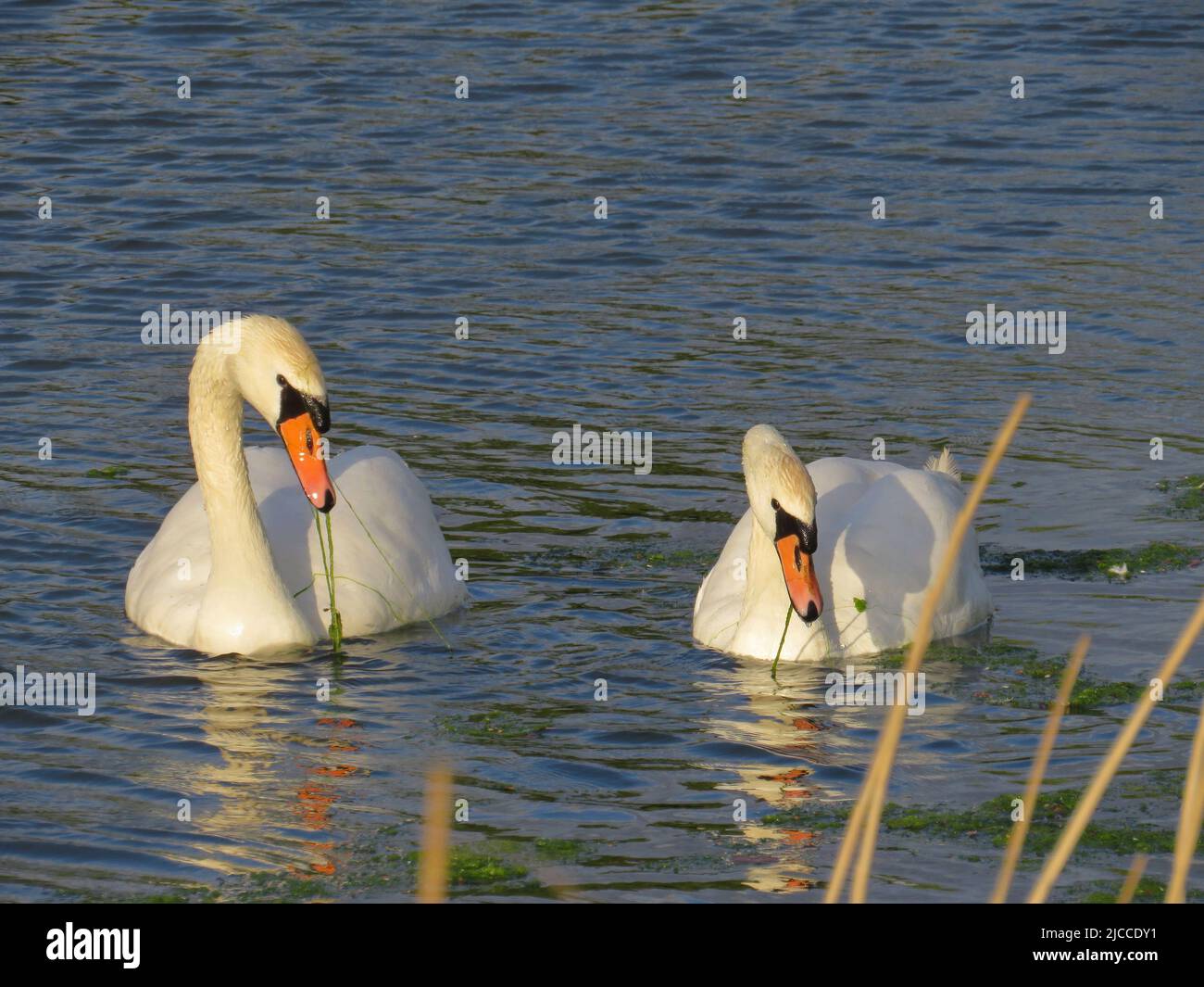 Swans beak hi-res stock photography and images - Alamy