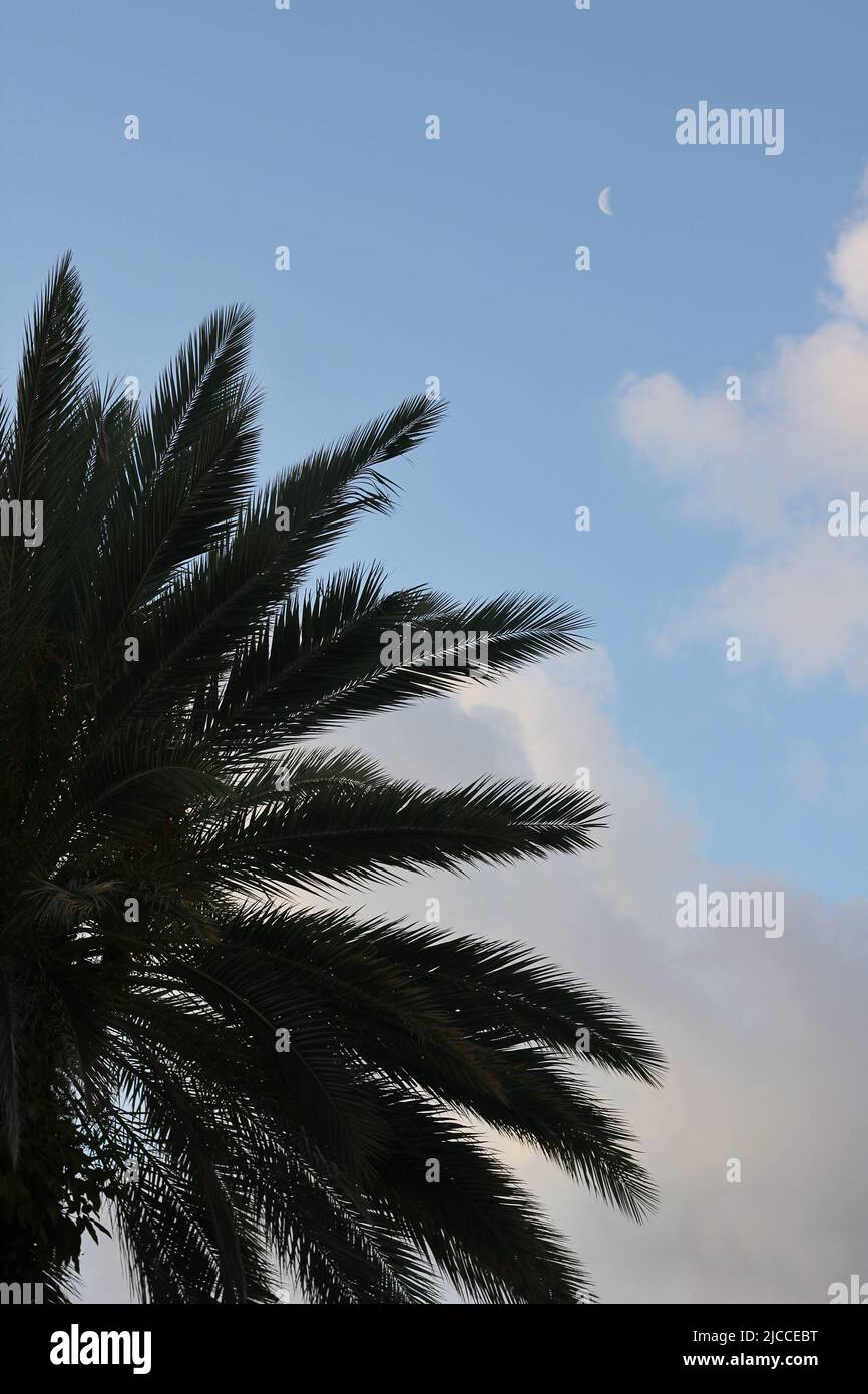 Tropical palm trees growing in the sunny meadow Stock Photo - Alamy