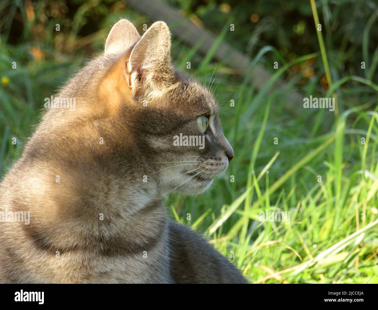 Side portrait of beautiful tabbycat with soft focused natural ...