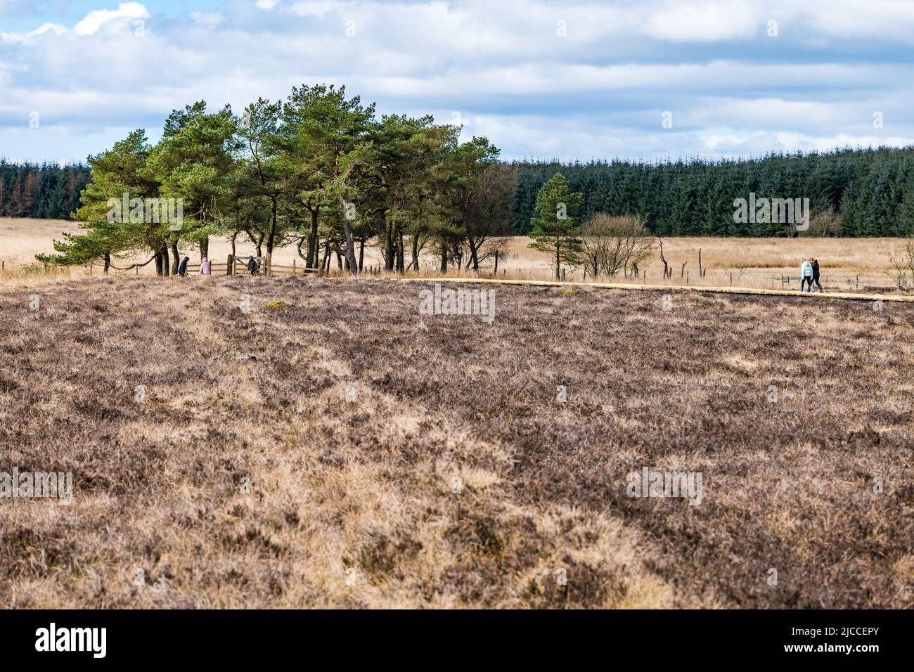 Copse of trees at Blawhorn Moss national nature reserve, West Lothian ...
