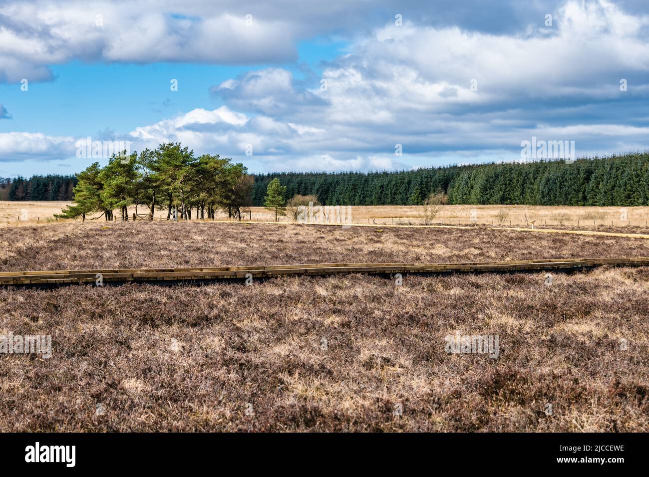 Copse of trees at Blawhorn Moss national nature reserve, West Lothian ...