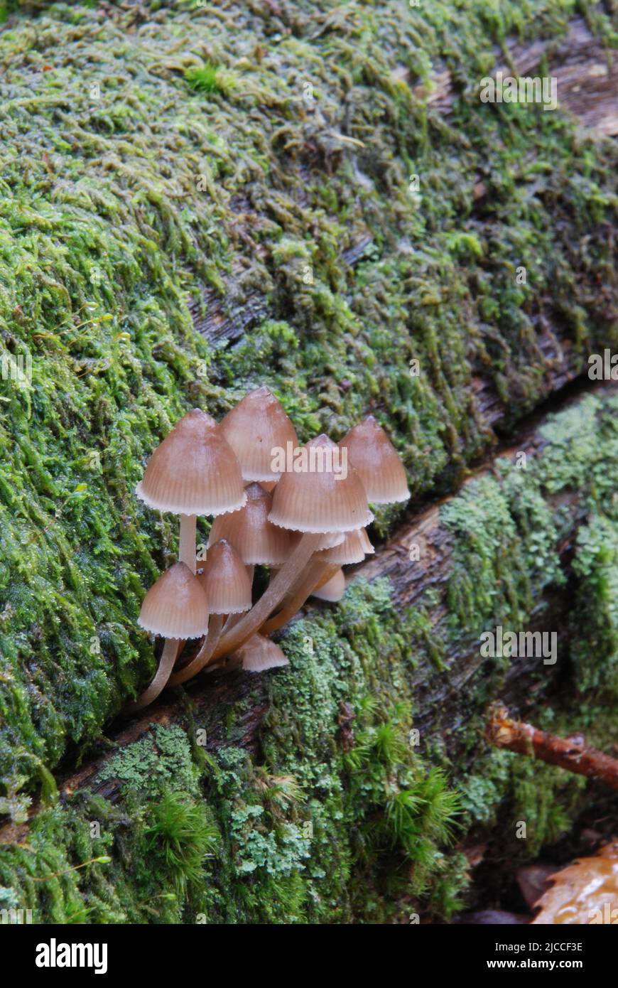 Common Bonnet mushroom growing from a tree trunk. New Forest UK Stock ...