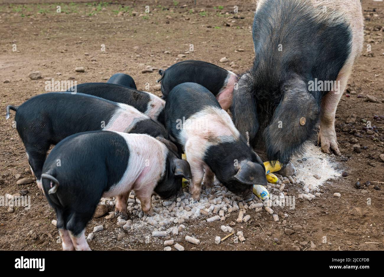 Pedigree Saddleback piglets and sow feeding on meal and bananas, East ...