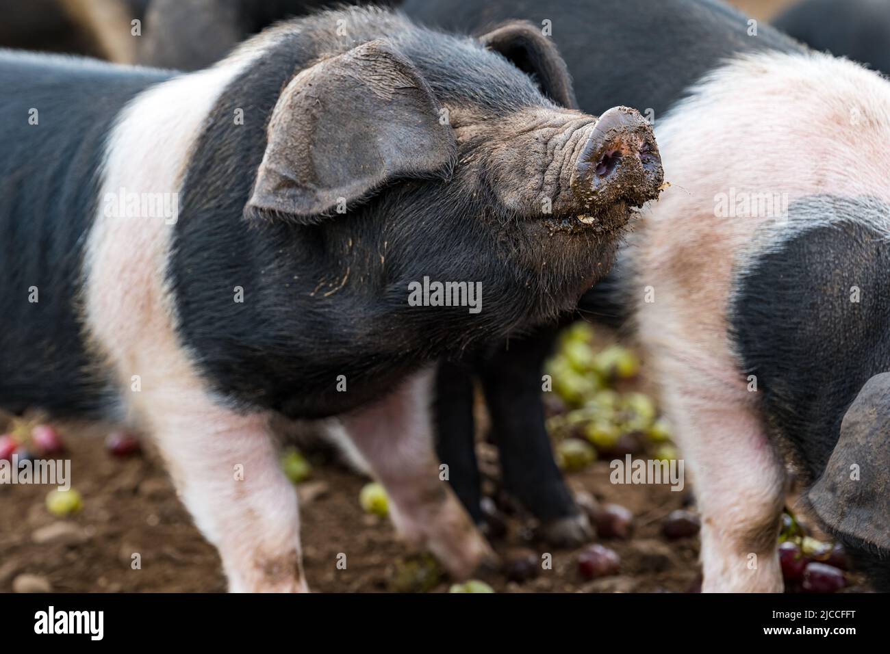Pedigree Saddleback piglets feeding on grapes, East Fortune Farm, East ...