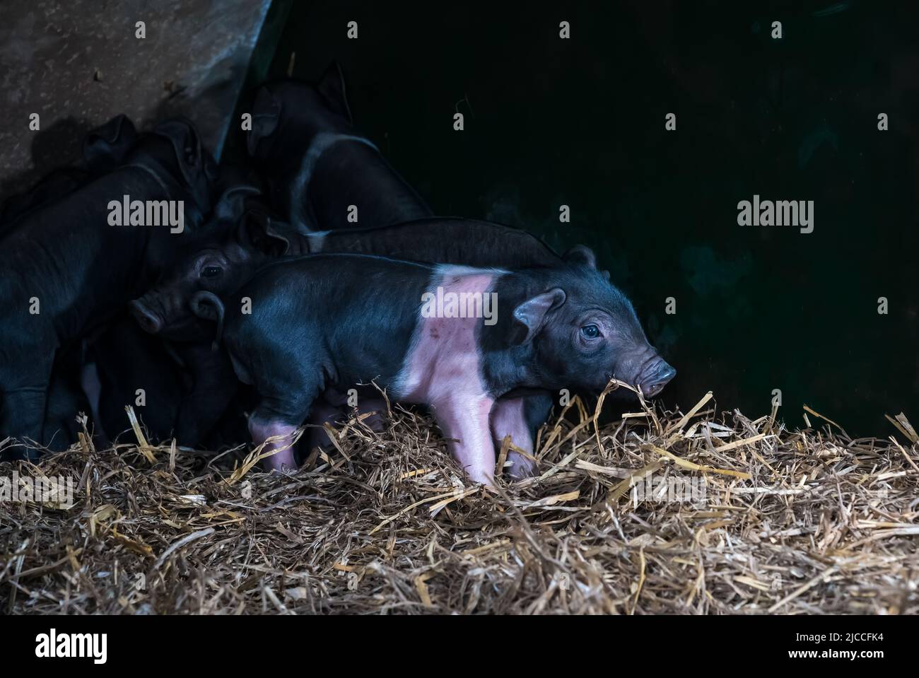Saddleback pigs hi-res stock photography and images - Alamy