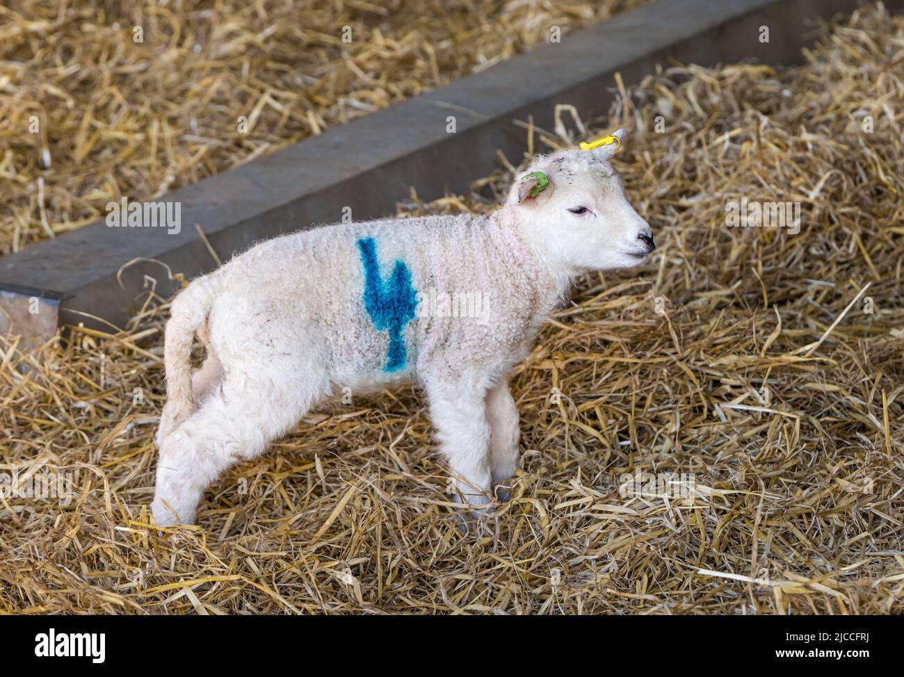 Cute newborn Lleyn lamb in hay in lambing shed, East Fortune Farm, East ...
