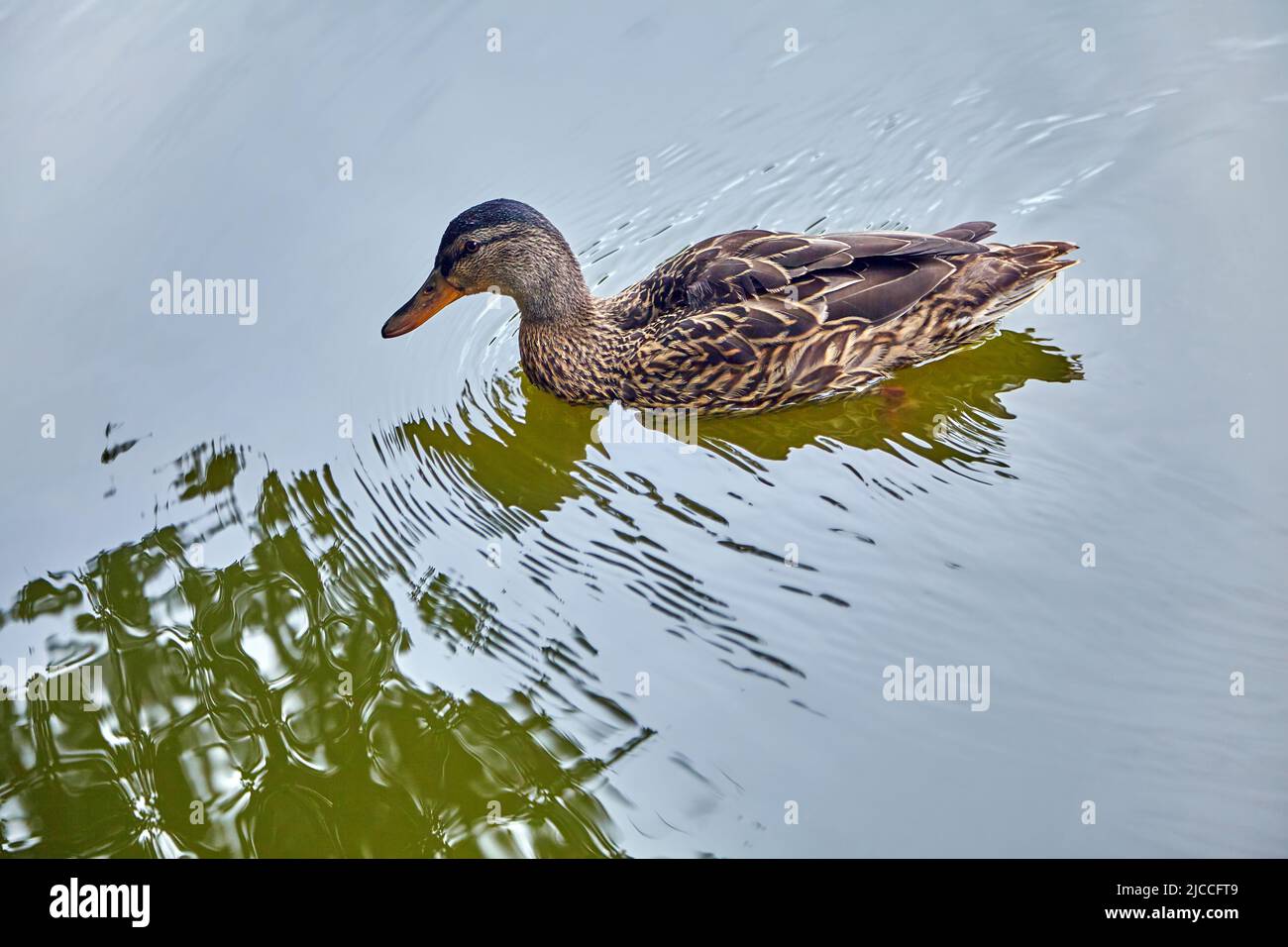 Single female mallard duck in a pond against a background of water ...