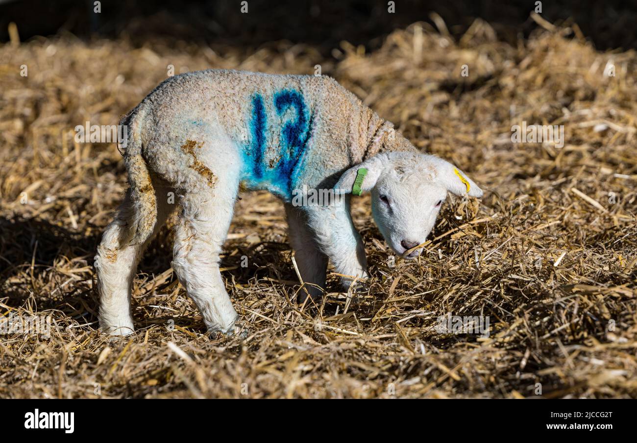 Cute newborn Lleyn lamb in hay in lambing shed, East Fortune Farm, East ...