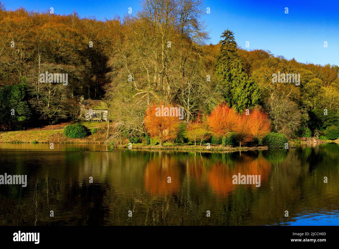 Brightly coloured willow trees on the lake island in winter at ...