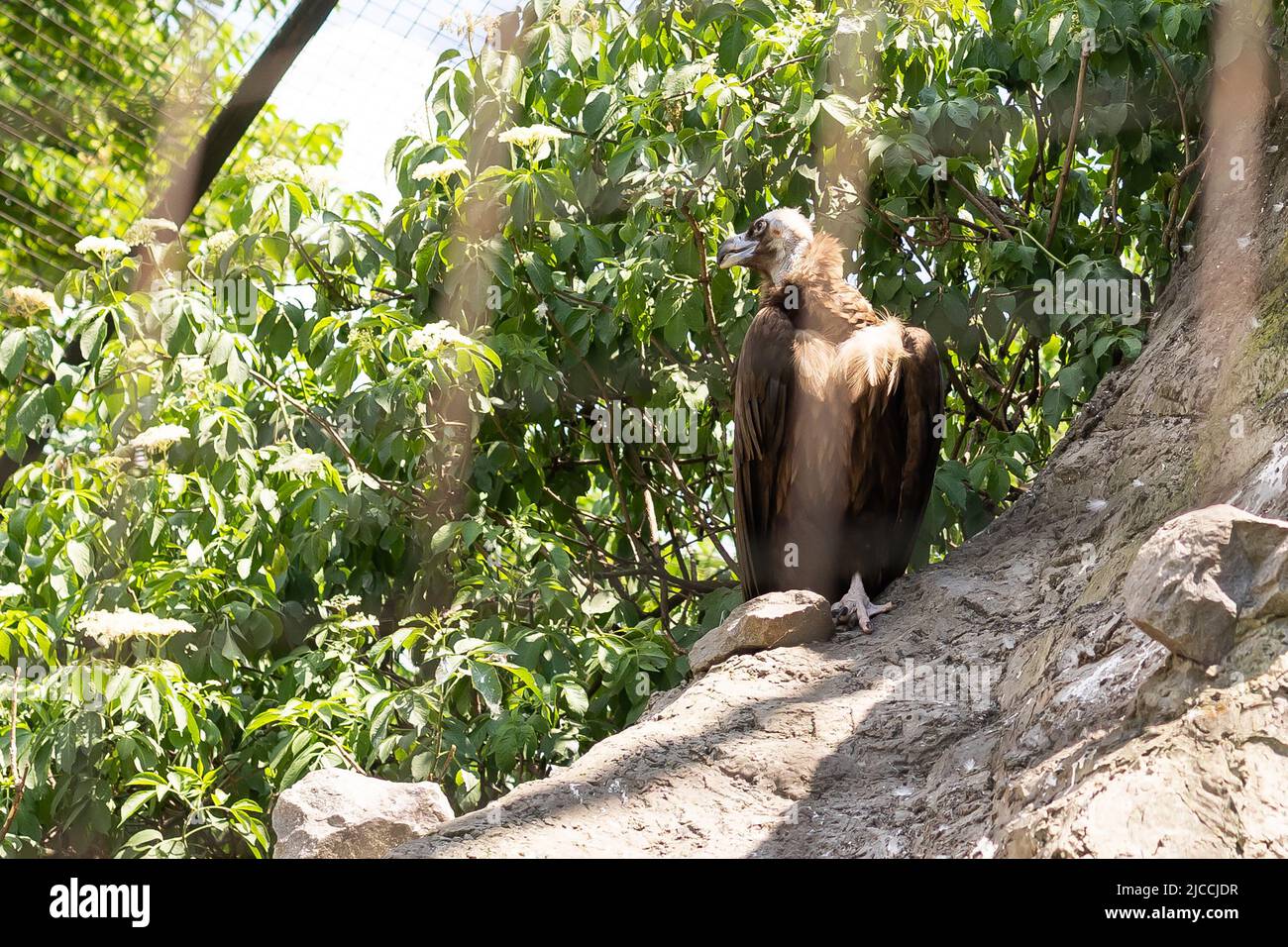 Griffon is a wild and bird of prey, a griffin bird in a zoo. new Stock ...