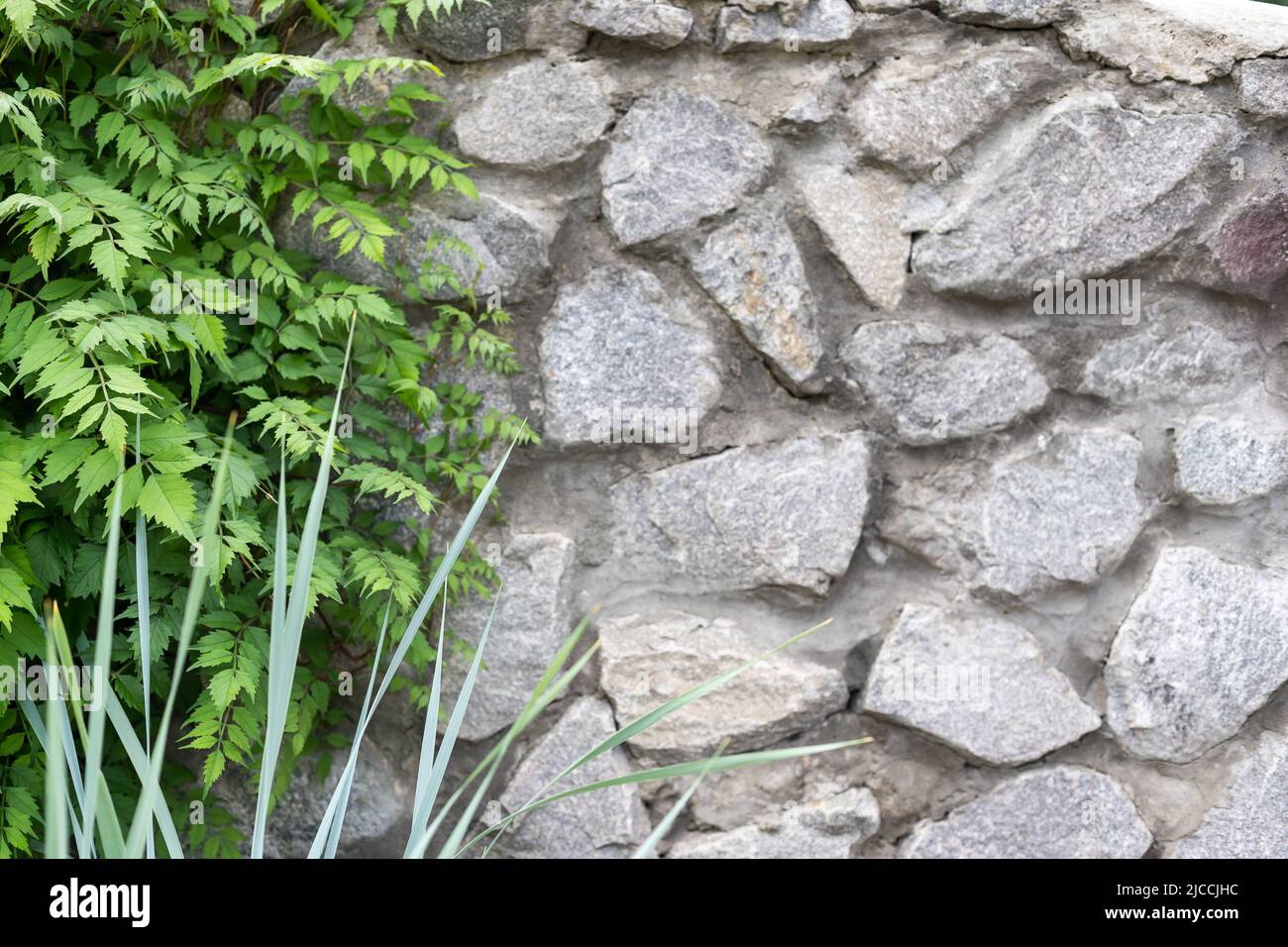 tropical plants and stone wall background Stock Photo - Alamy