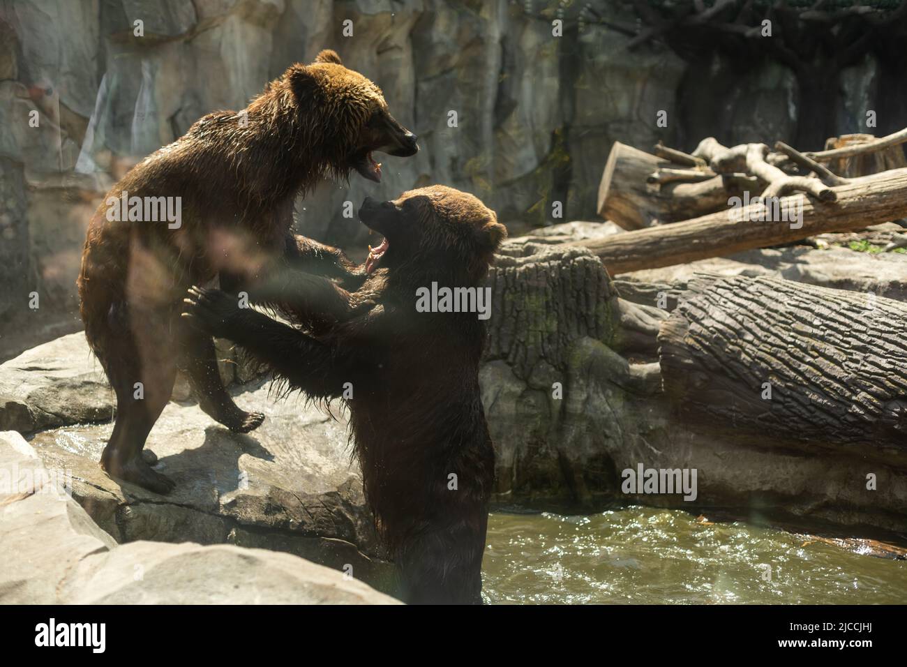 Two brown bears play in a pool Stock Photo - Alamy