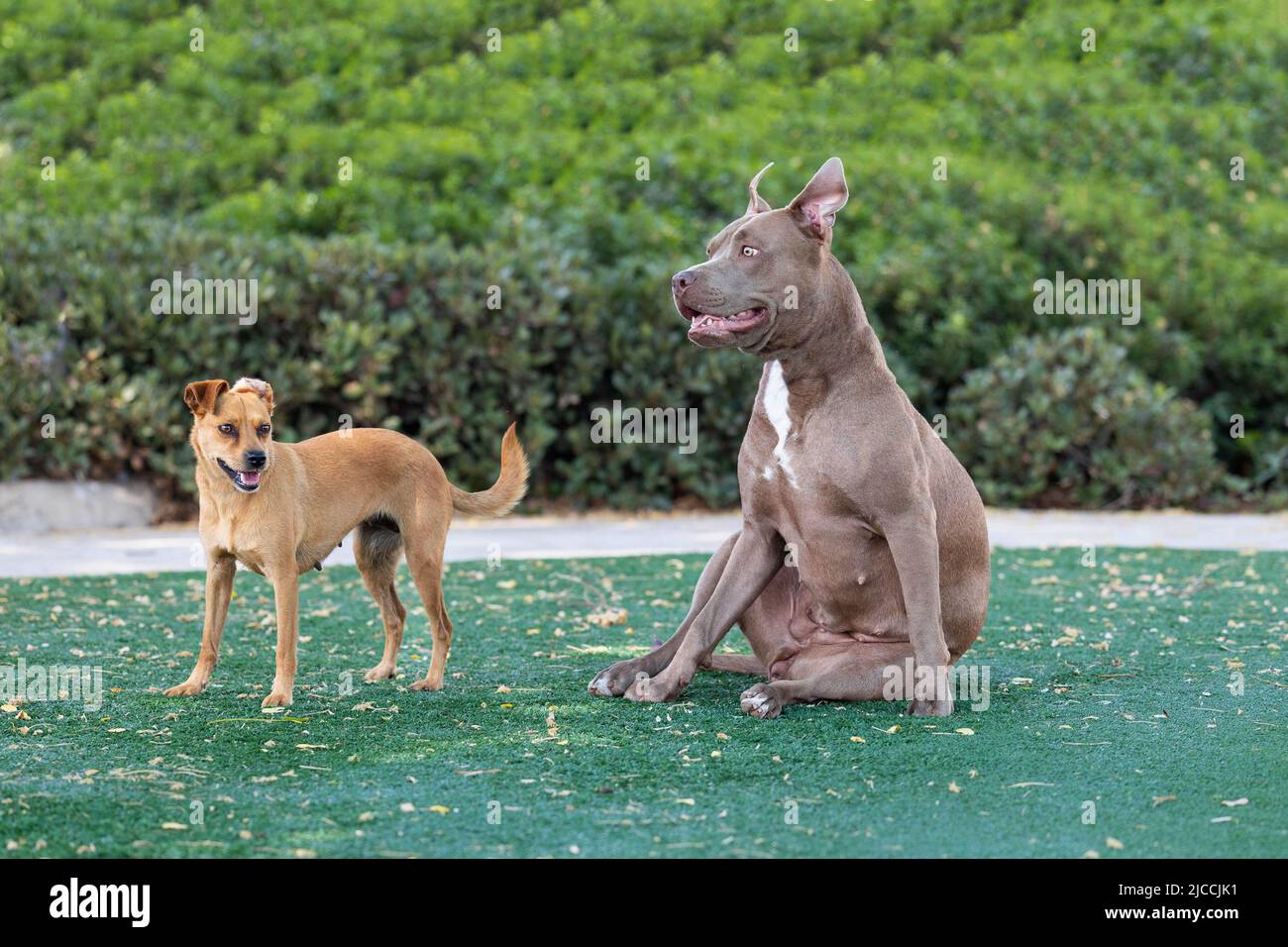 Dogs play in a playground Stock Photo - Alamy