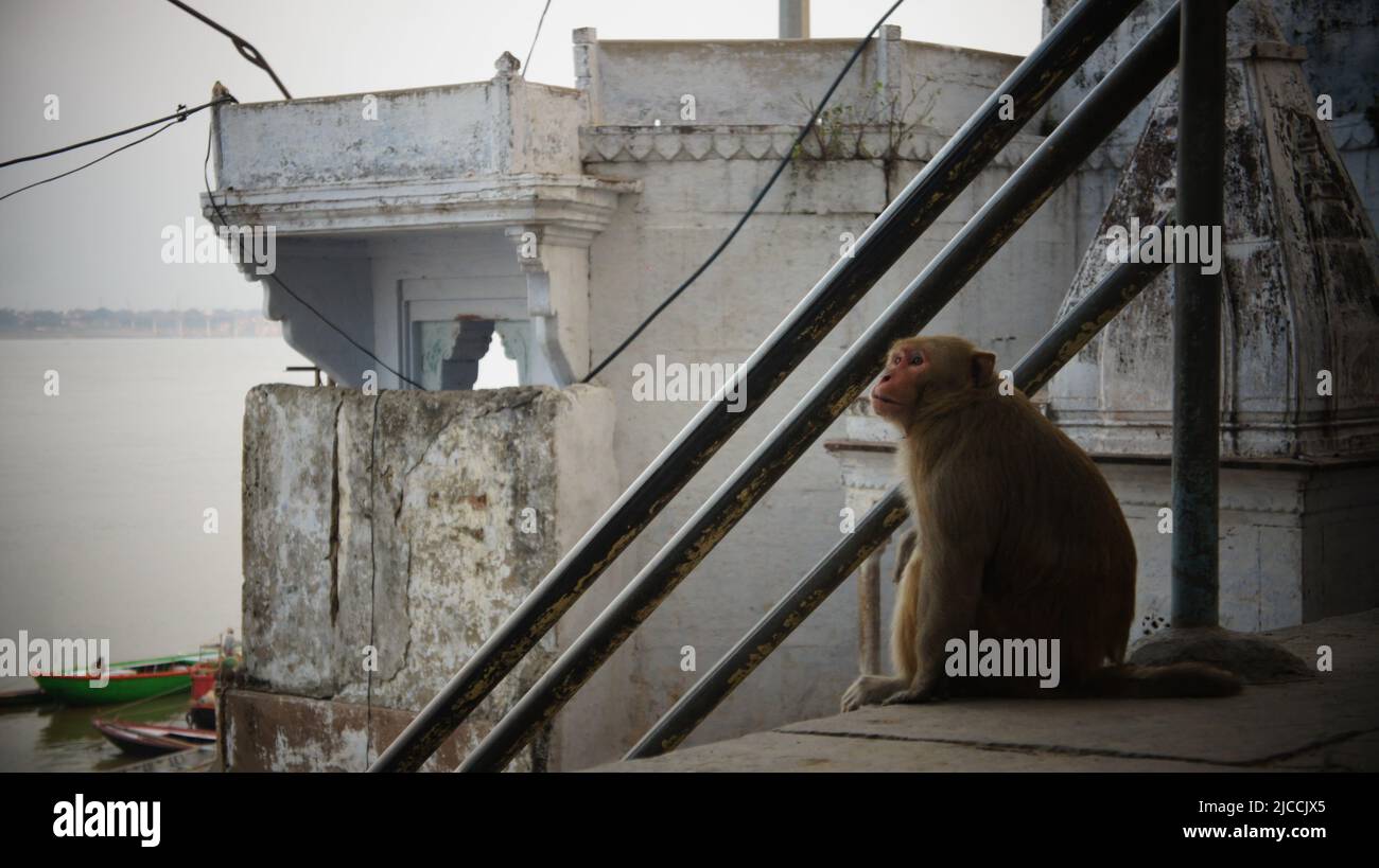 Cities monkeys hi-res stock photography and images - Alamy