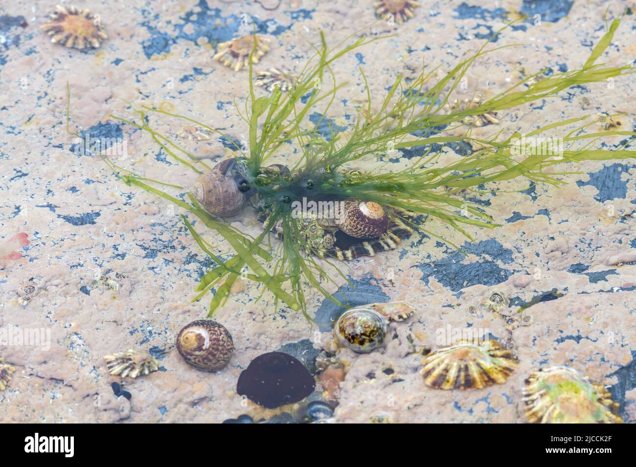 Tidal rock pool flora and fauna at the mid tide mark outside a Cornish ...