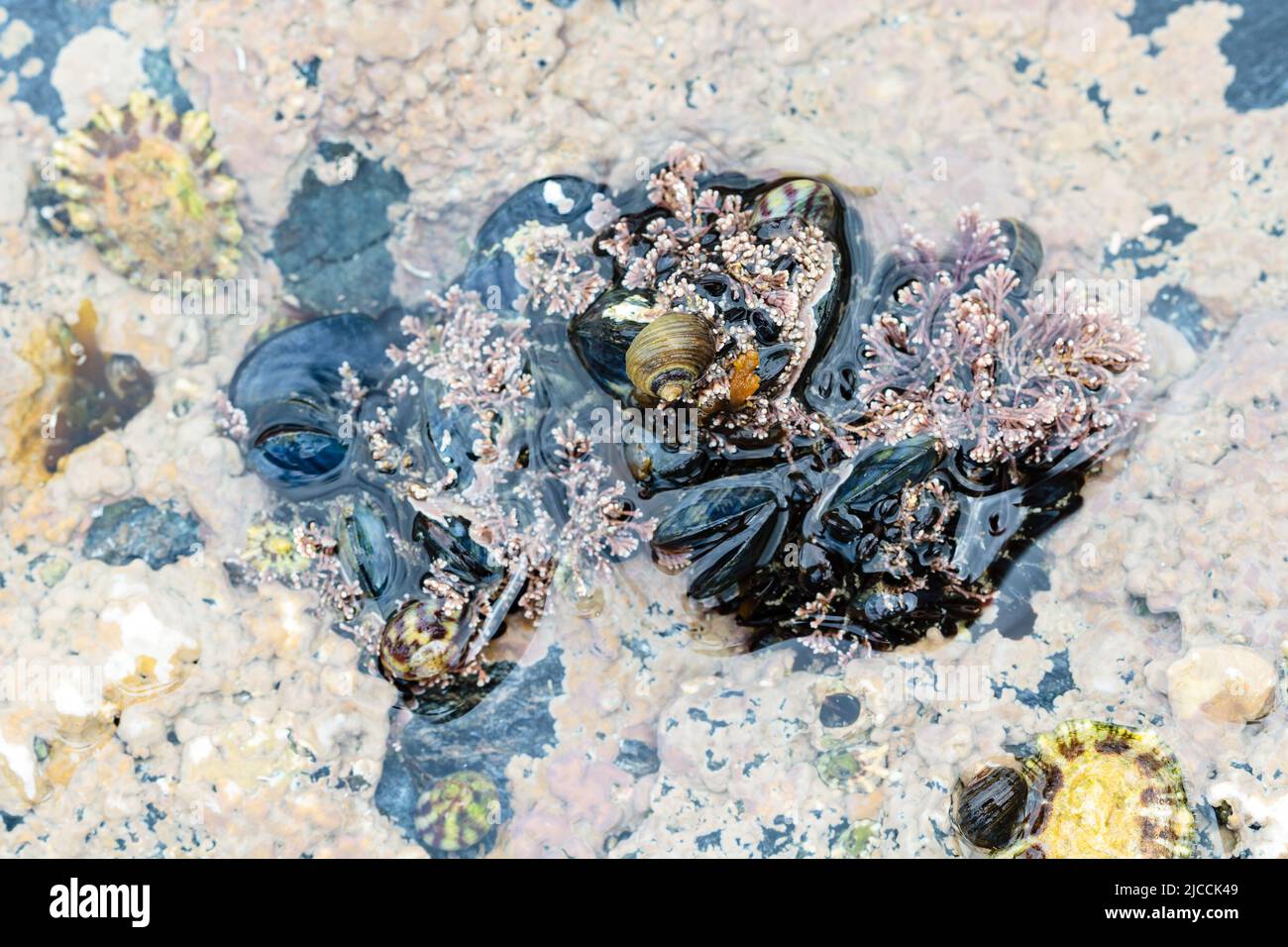 Tidal rock pool flora and fauna at the mid tide mark outside a Cornish ...
