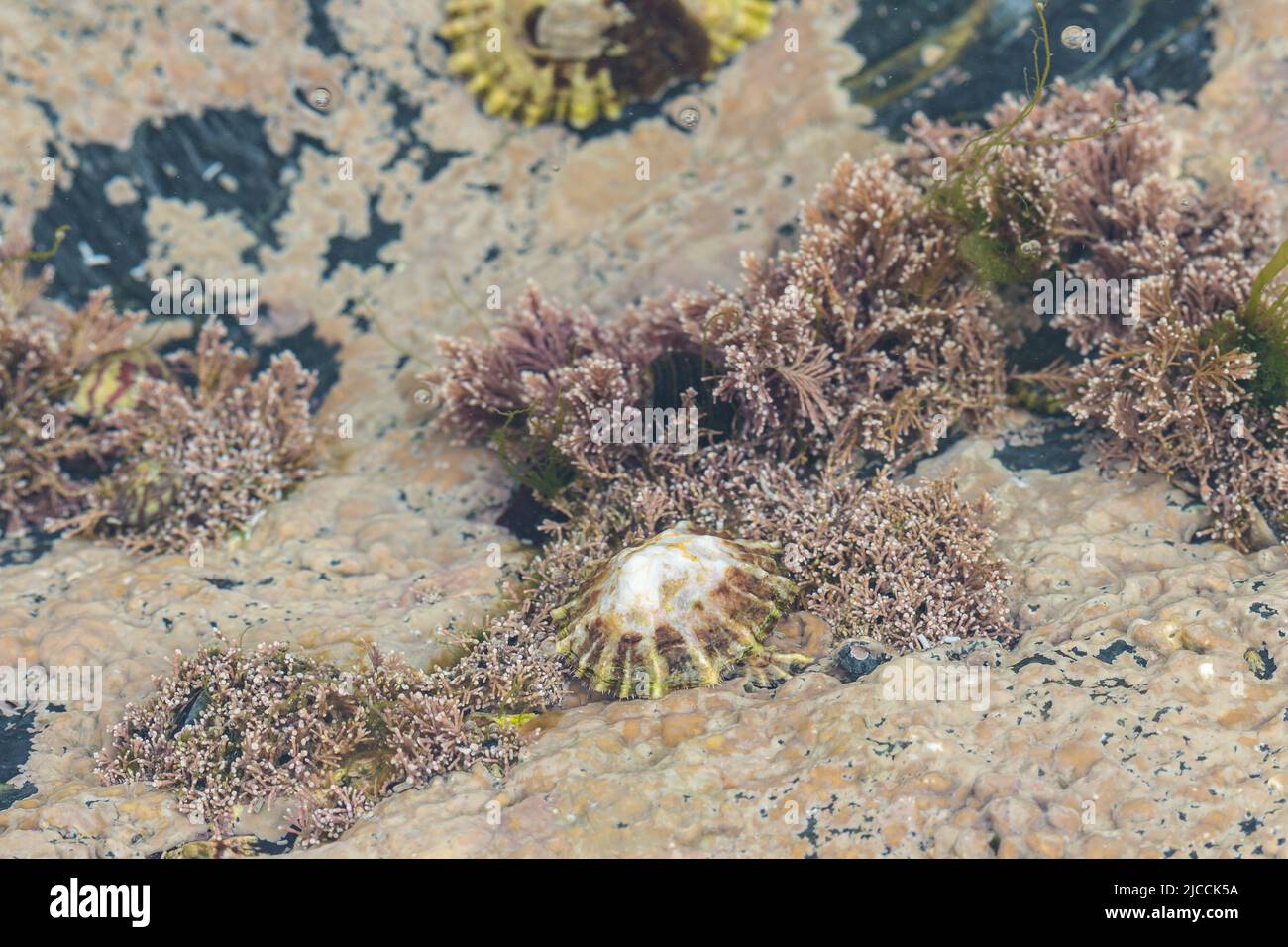 Tidal rock pool flora and fauna at the mid tide mark outside a Cornish ...