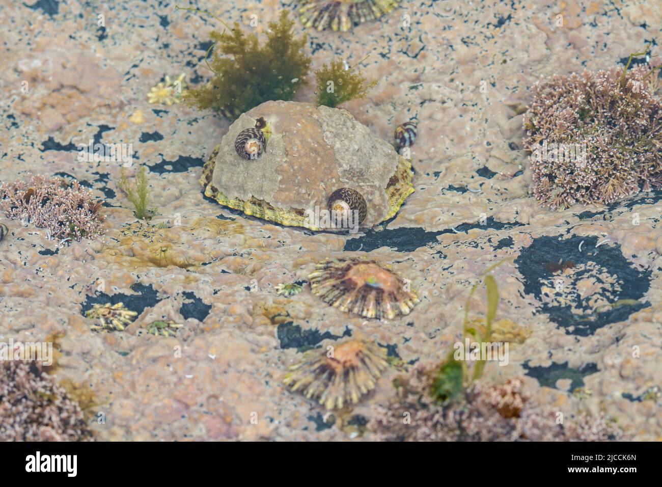 Tidal rock pool flora and fauna at the mid tide mark outside a Cornish ...