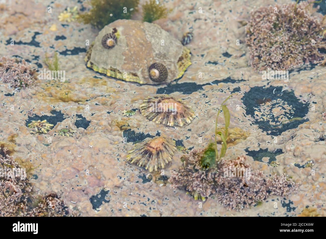 Tidal rock pool flora and fauna at the mid tide mark outside a Cornish ...