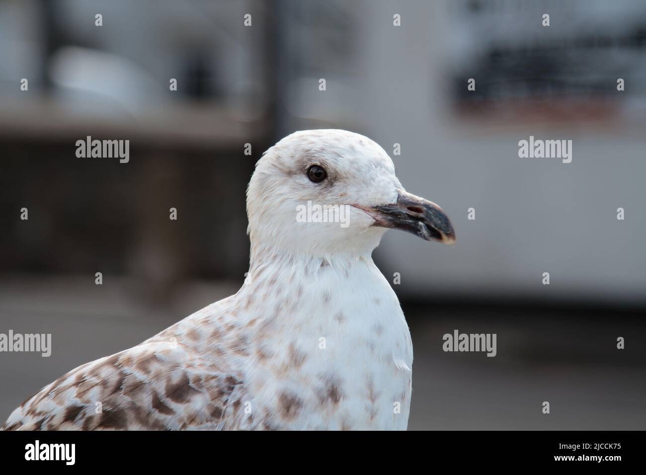 Mottled plumage hi-res stock photography and images - Alamy