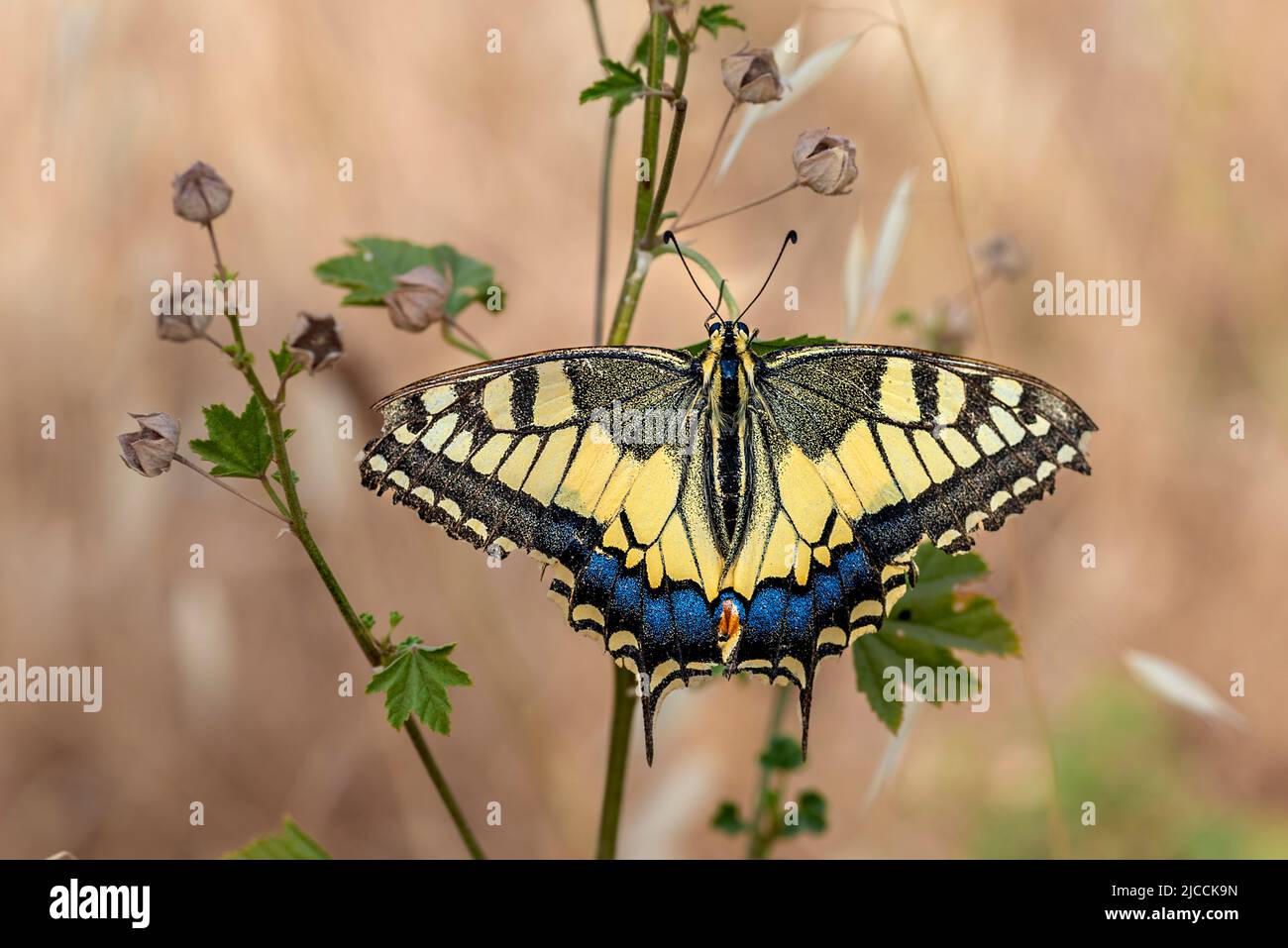 The sparrow tail makes a visual feast with the wonderful pattern on the ...