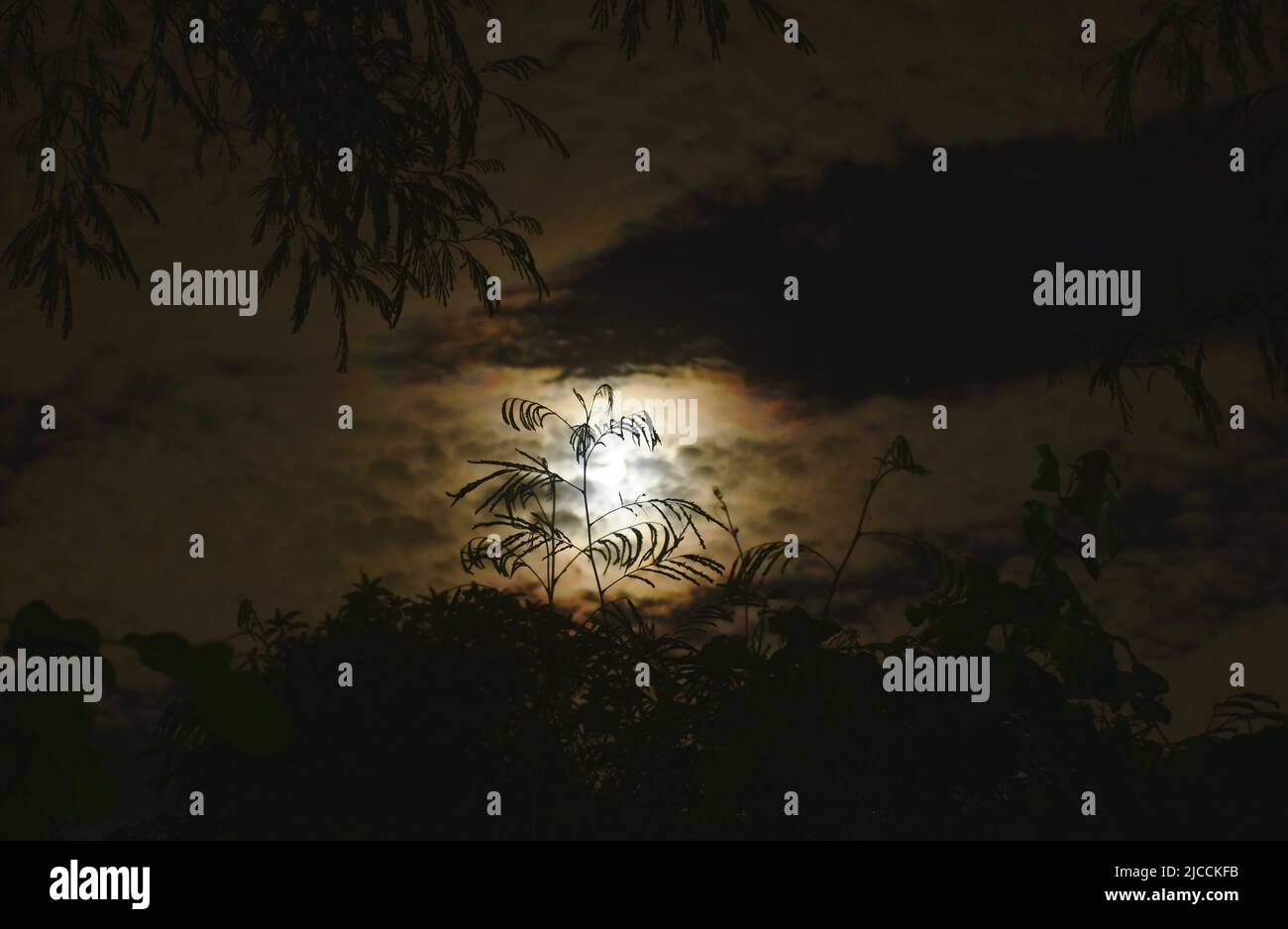 half moon spreading light behind tree branch in night Stock Photo - Alamy