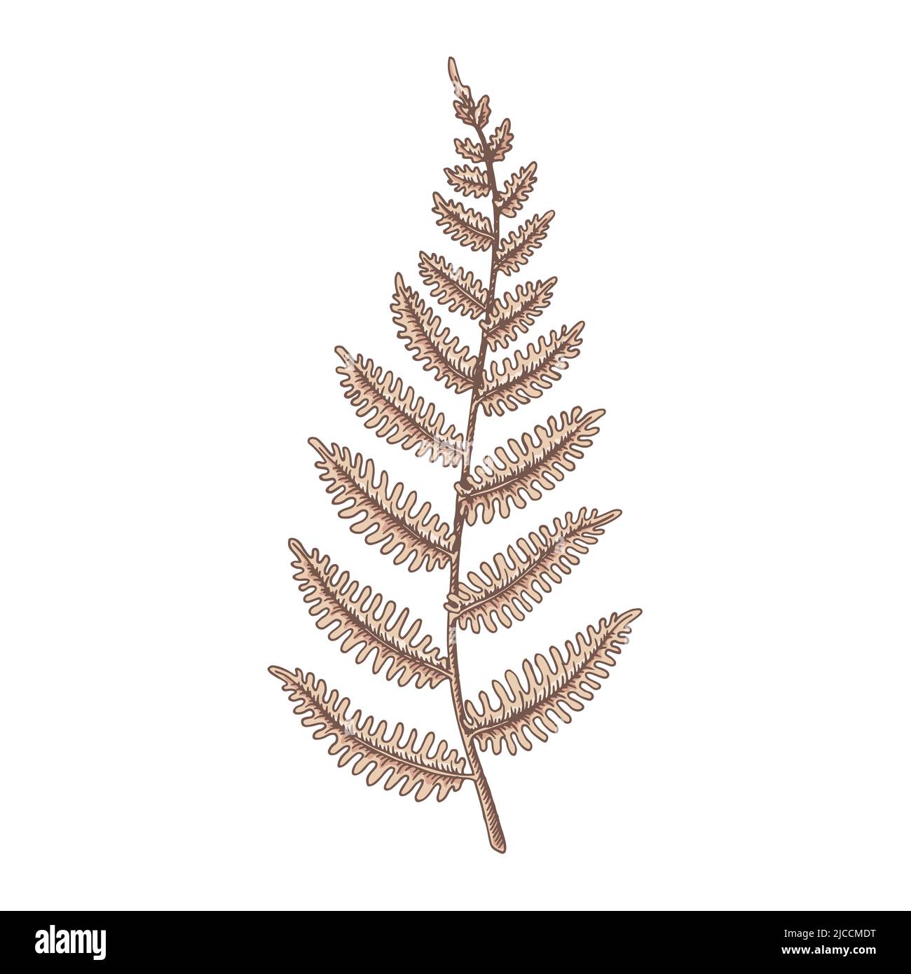 Fern Plant Drawing