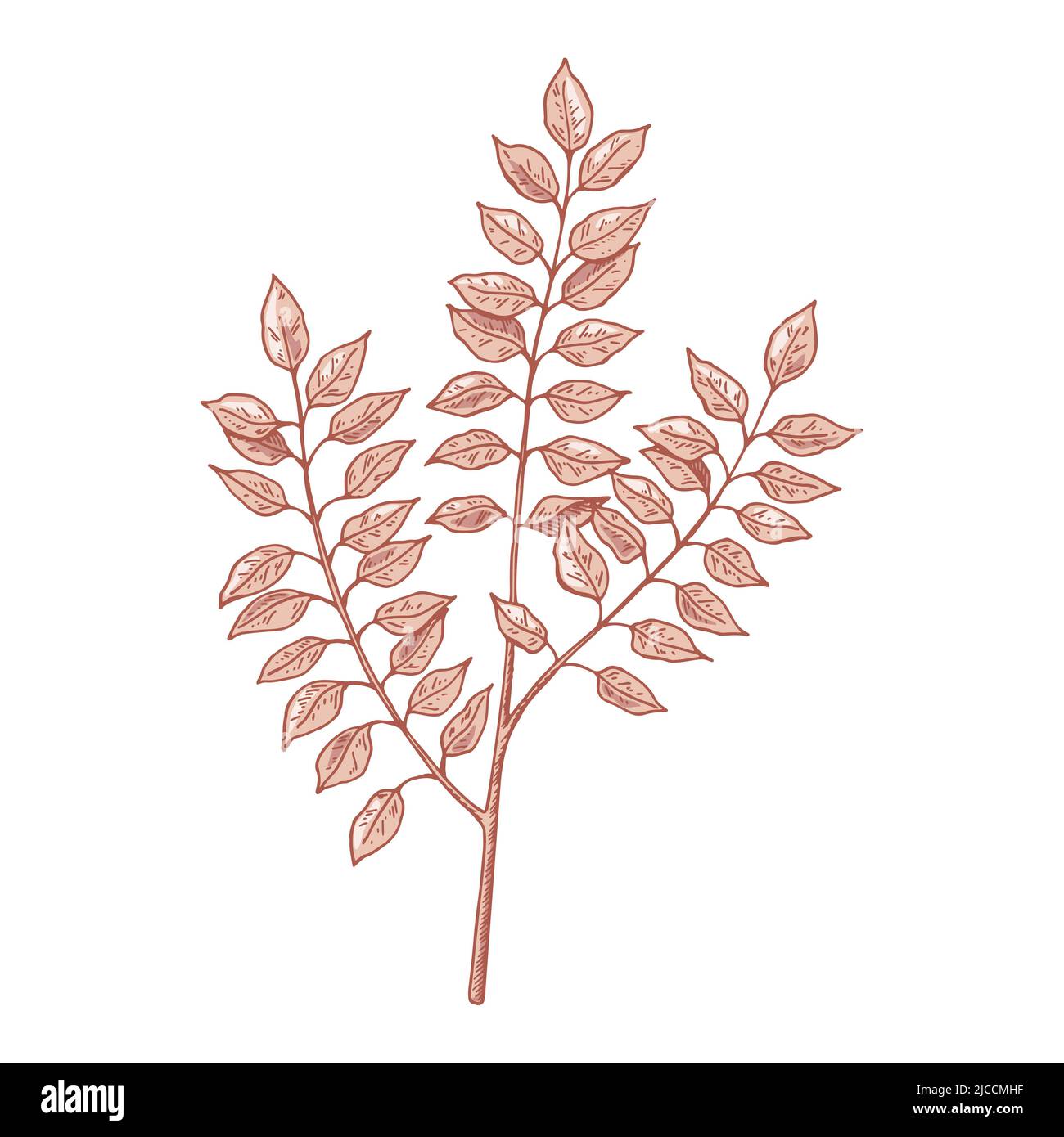 Hand drawn branch with leaves isolated on white. Vector illustration in ...