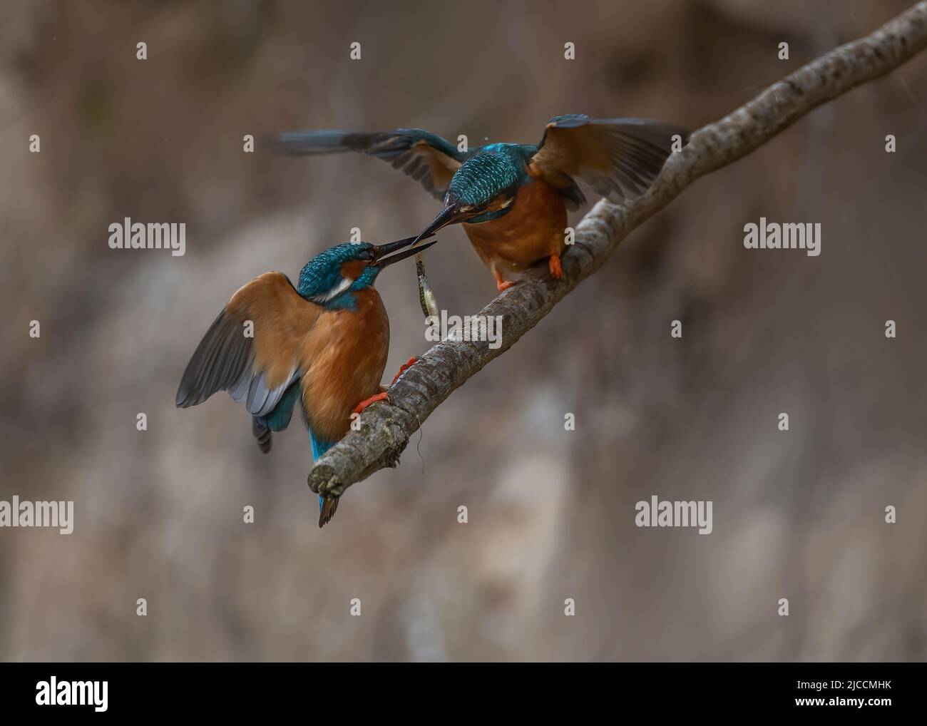 Kingfisher (Alcedo atthis), male feeding fish to female, River Urr ...