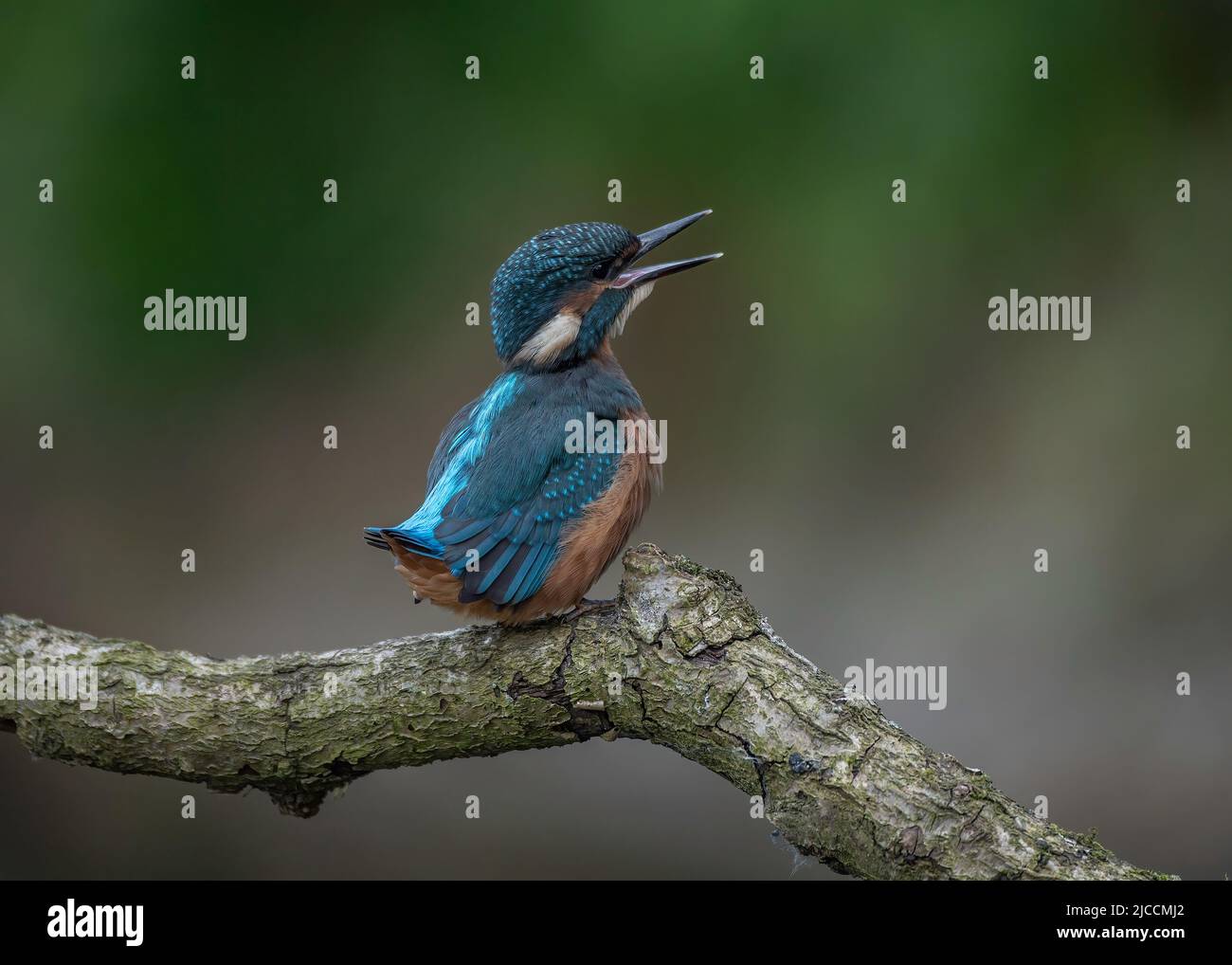 Kingfisher (Alcedo atthis), newly fledged youngster, River Urr ...